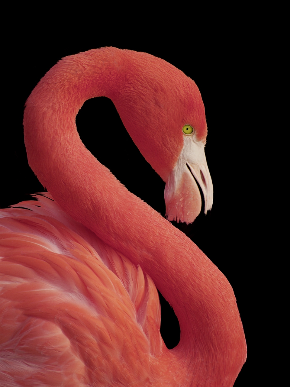 nextART. Flamingo Flame