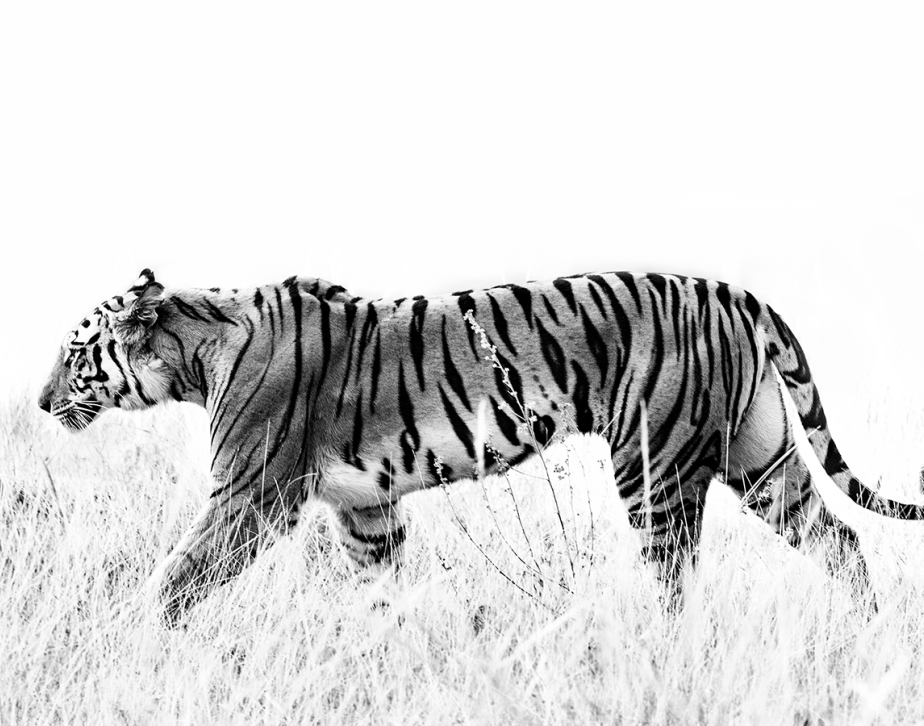 nextART. Tiger Path