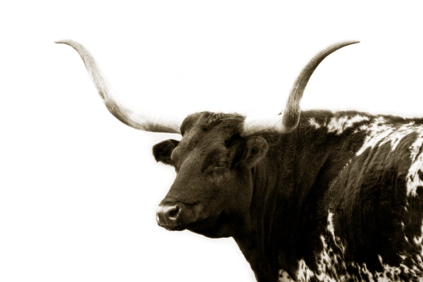 nextART. Spotted Bull