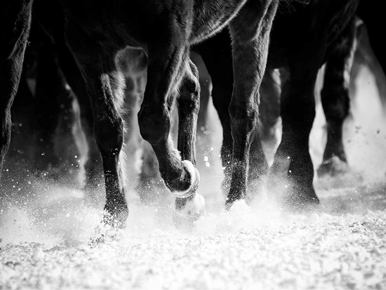 nextART. Stampede