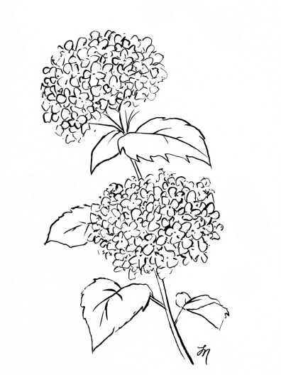 nextART. French Hydrangea Drawing