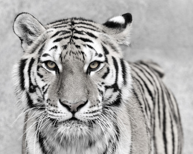 nextART. Big Tiger