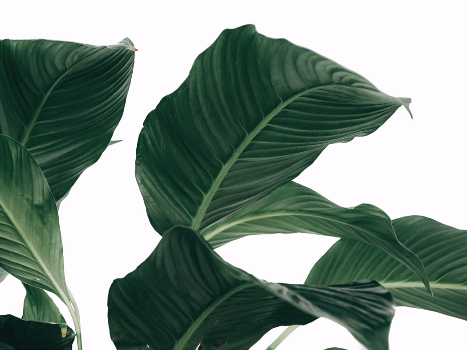 nextART. Plant Bliss