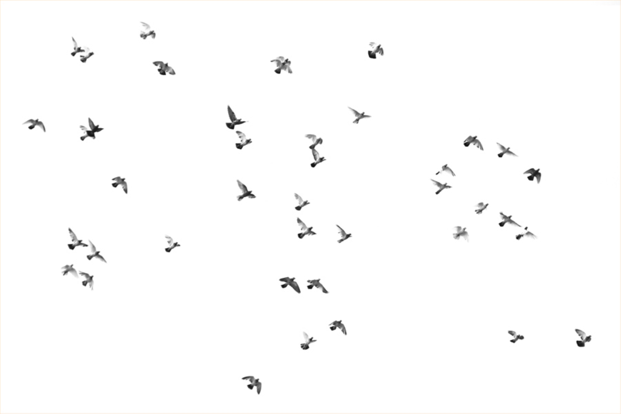 nextART. Flying Birds
