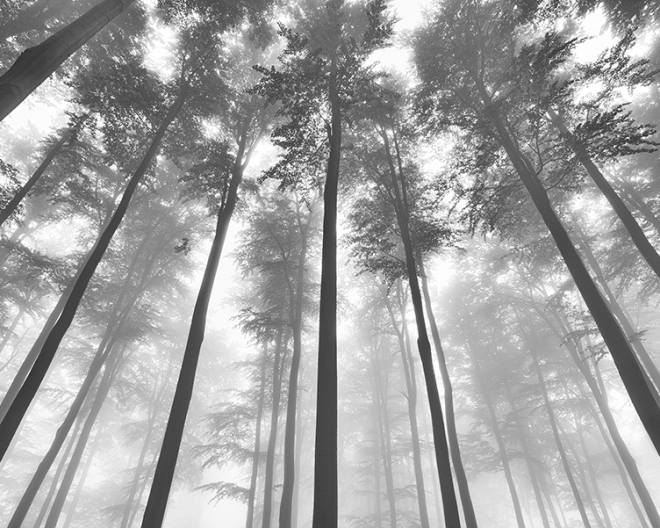 nextART. Sky High Trees