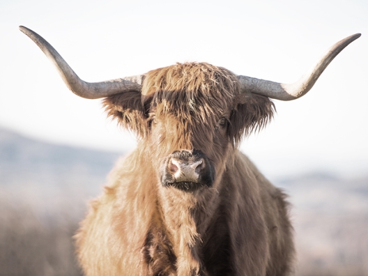 nextART. Shaggy Bull II