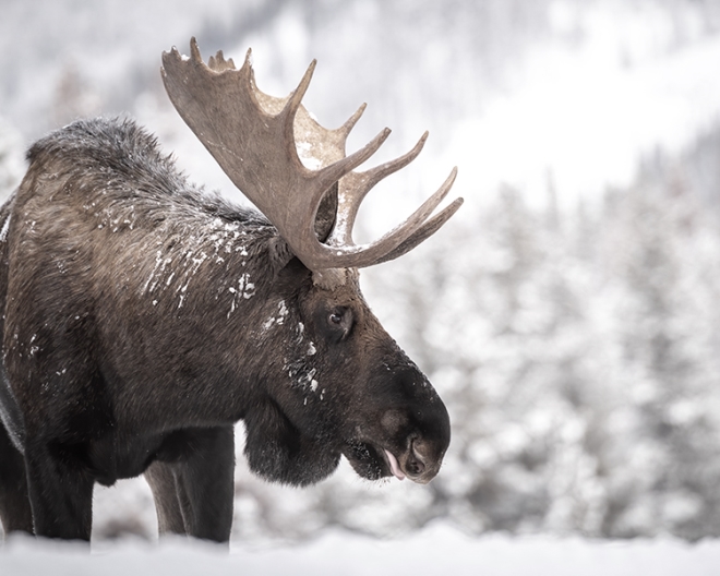 nextART. Elliot, the moose