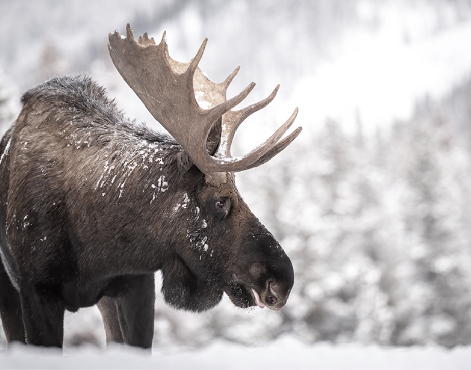 nextART. Elliot, the moose