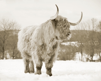 nextART. Fluffy Friend