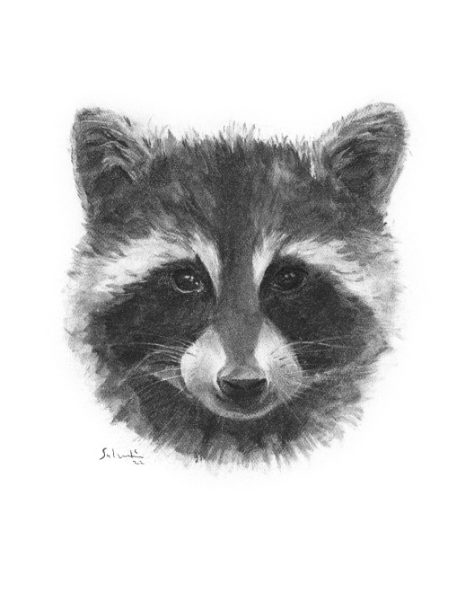 nextART. Raccoon Sketch