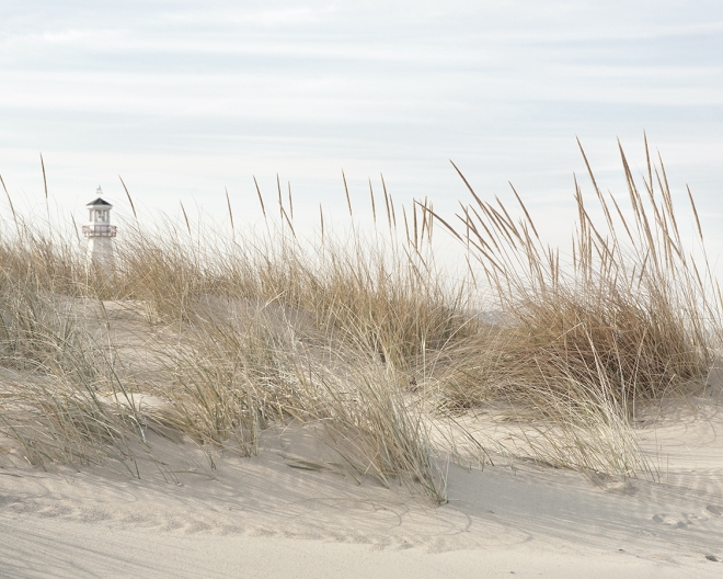 nextART. Seaside Grass