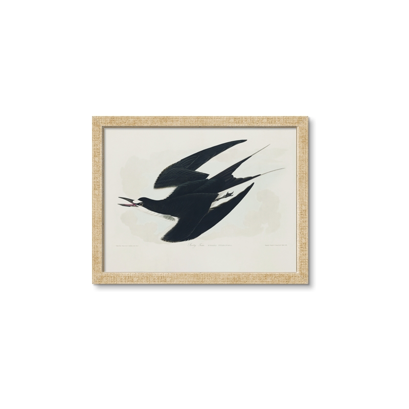 nextART. Vintage Black Sooty Tern