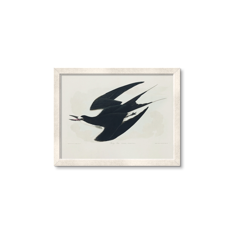 nextART. Vintage Black Sooty Tern