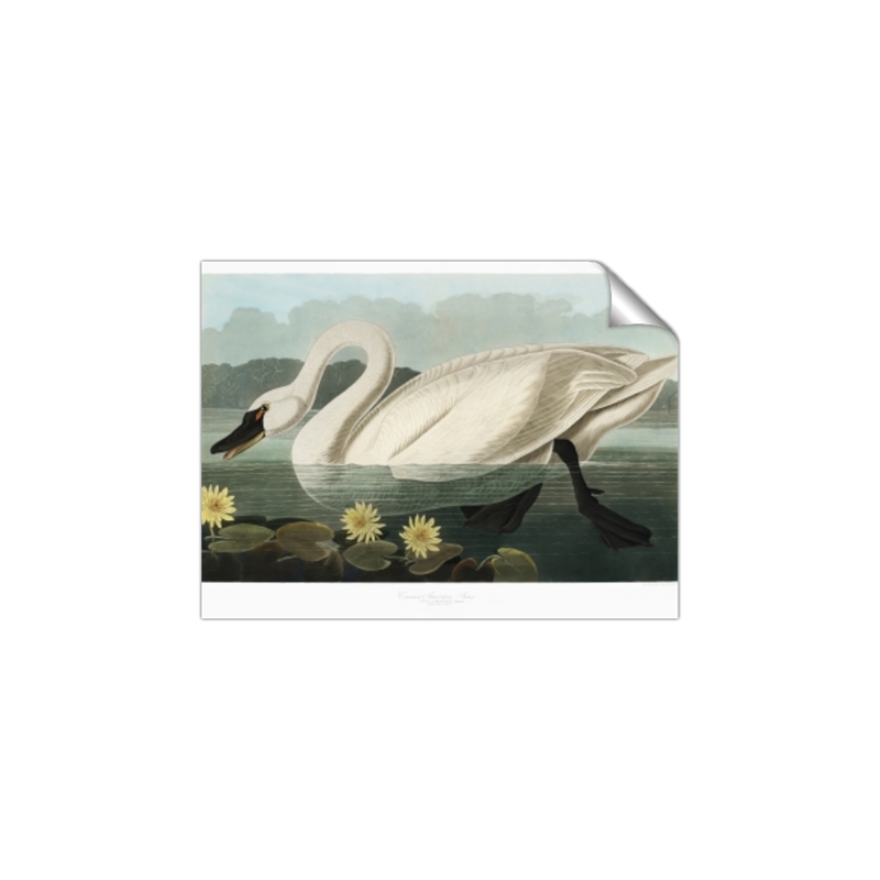 nextART. Vintage Floating White Swan