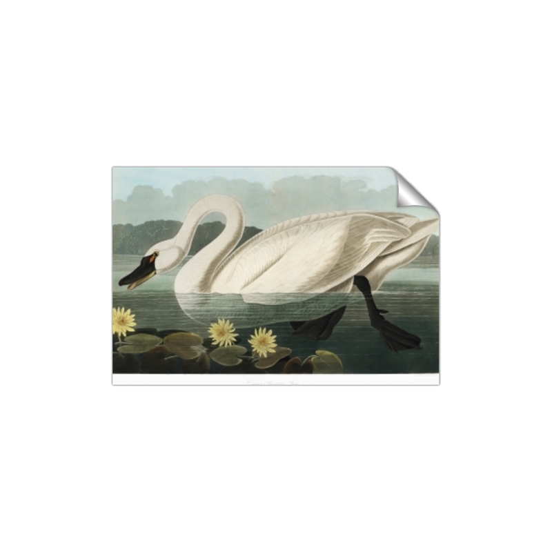 nextART. Vintage Floating White Swan